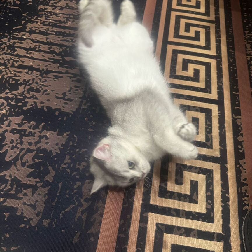 Дамочка ищет кота для интимных встреч