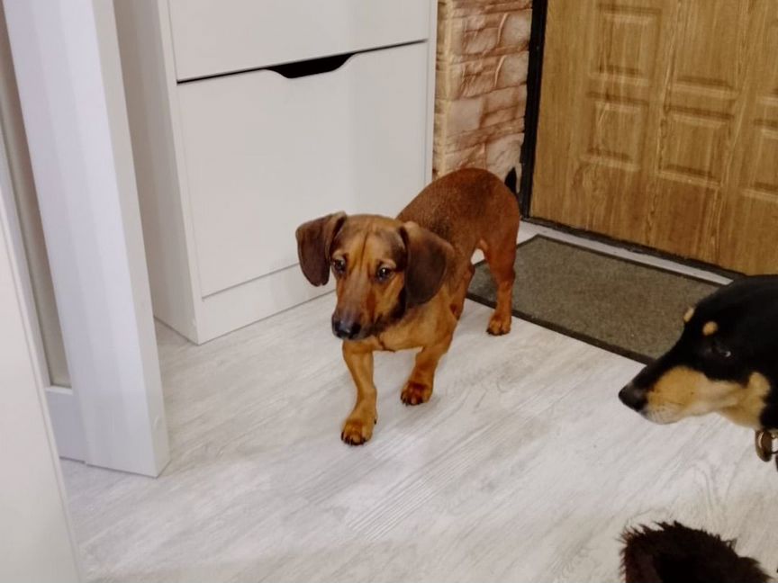 Найдена собака такса