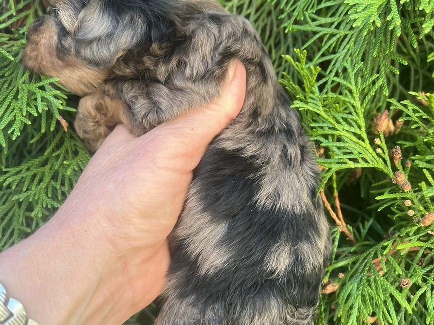 Йоркипу цветные