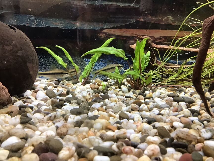 Сиамский водорослеед