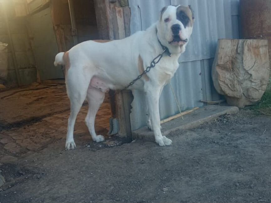 Алабай вязка