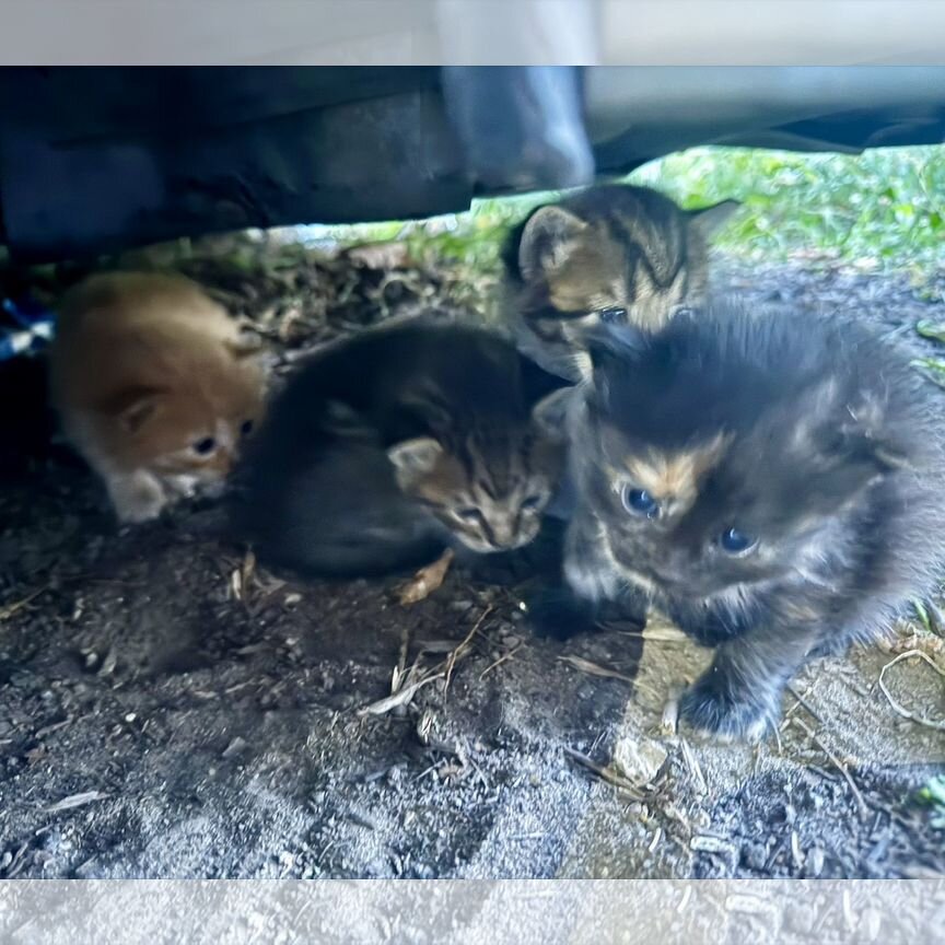 Котята в добрые руки