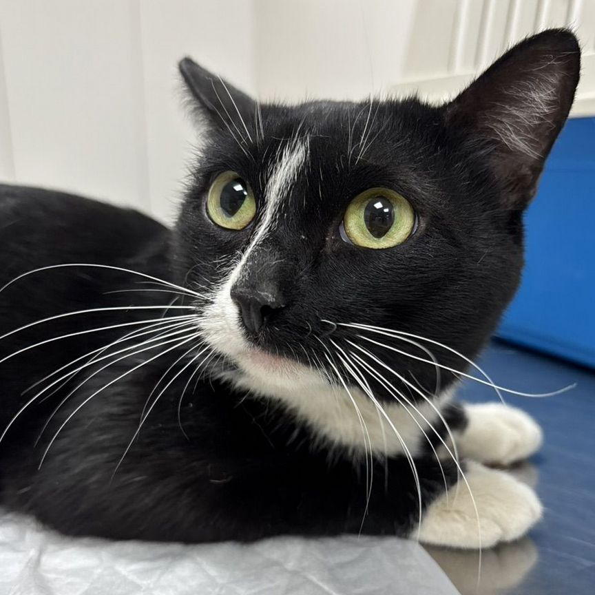 Взрослый кот в добрые руки