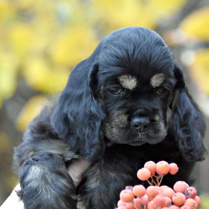 Девочка амкокера зеленый ошейник