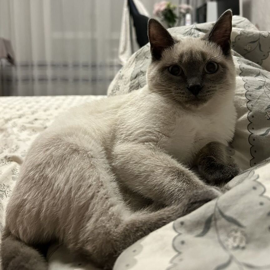 Сиамский котёнок