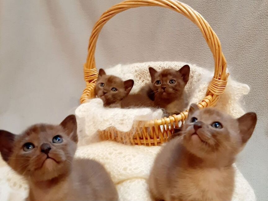 Бурманские котята соболь