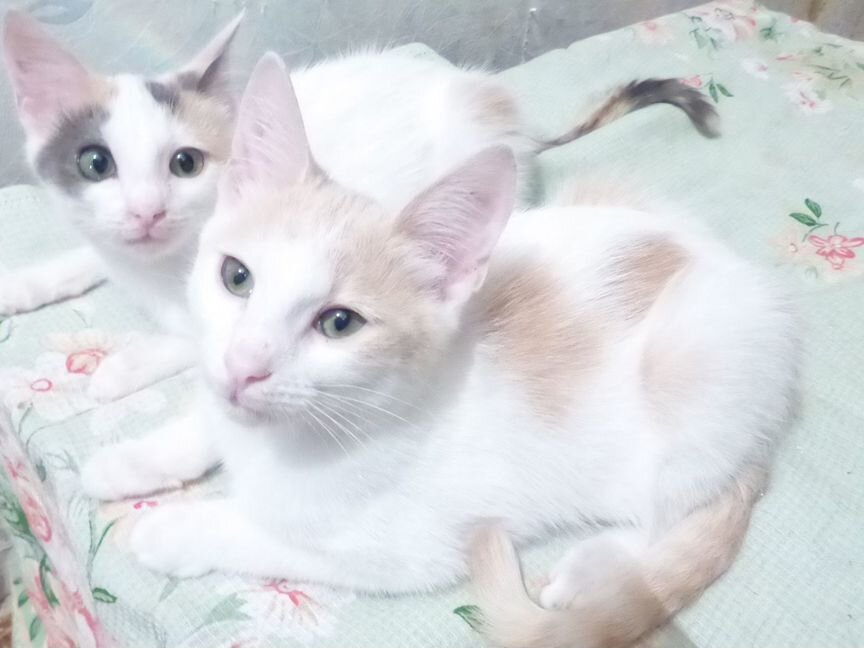 Котята Луис и Луиза