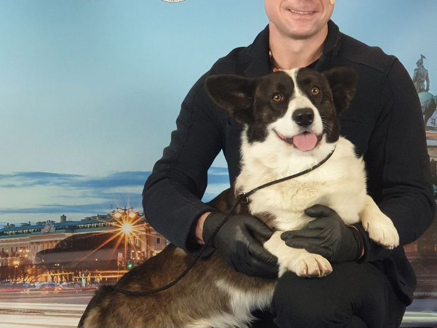 Вельш-корги кардиган вязка