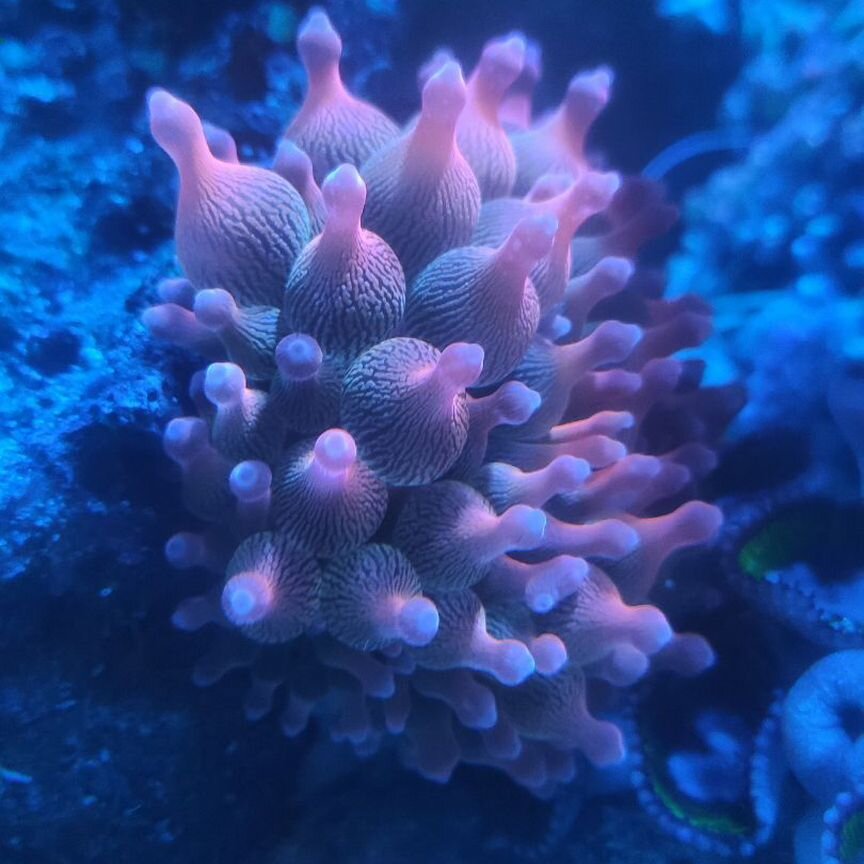 Актиния пузырёк и улитки турбо