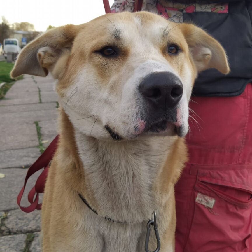 Добряк Мартин