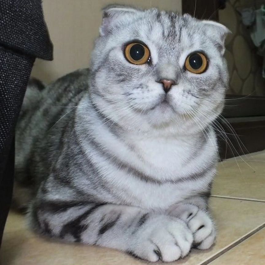 Ищу невесту для вязки