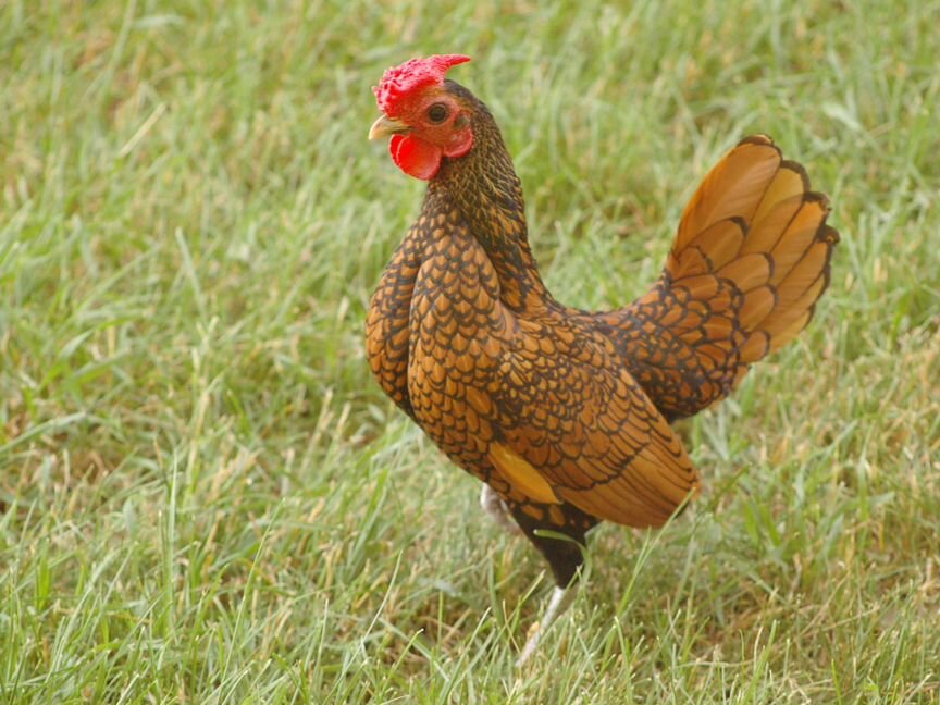 Петухи породы Сибрайт бесплатно