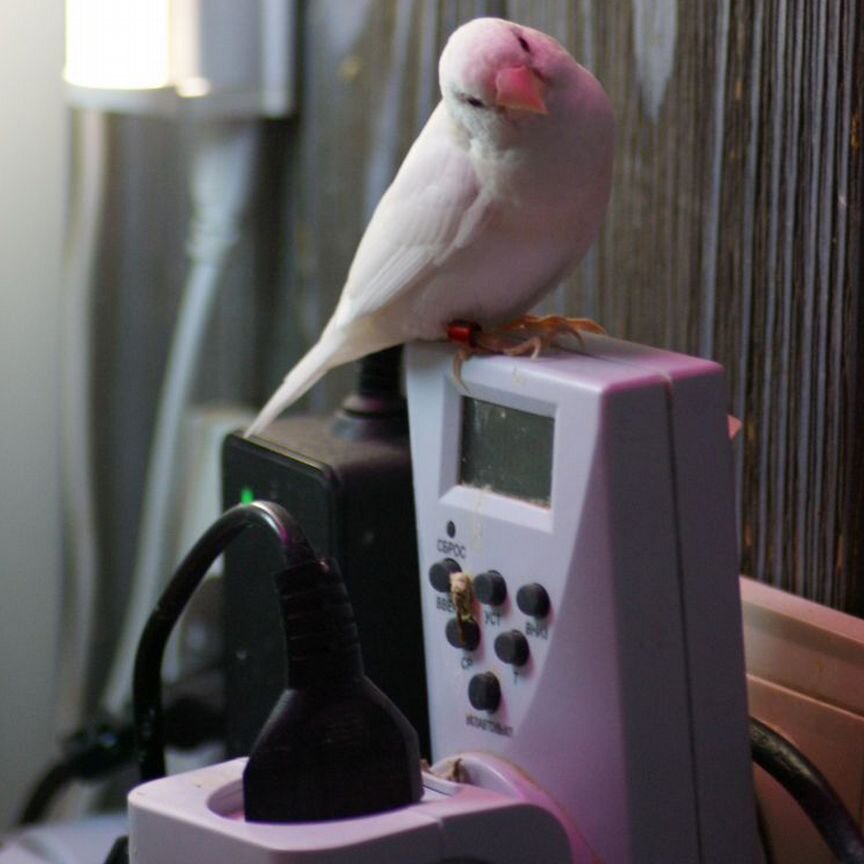 Японские амадинки