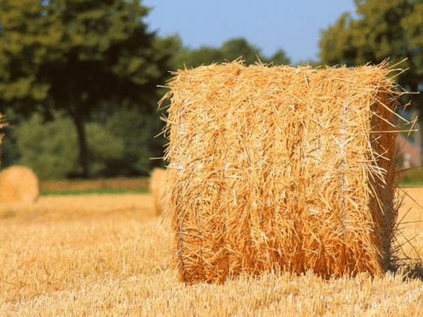 Солома овсяная