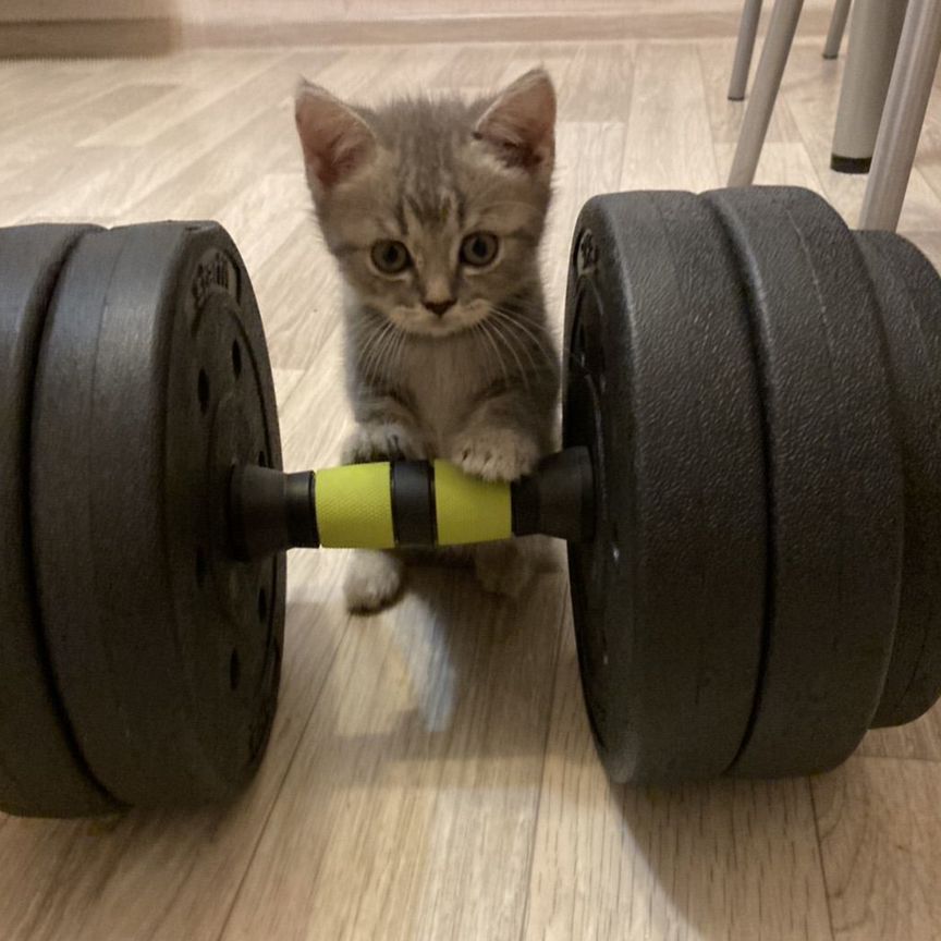 Шотландские прямоухие котята