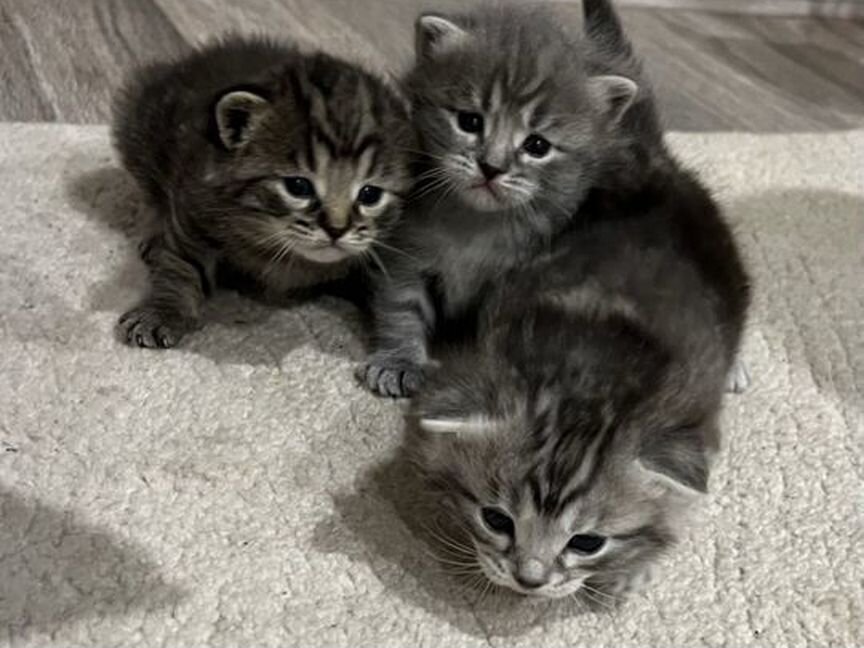 Шотландские котята вислоухие бронь