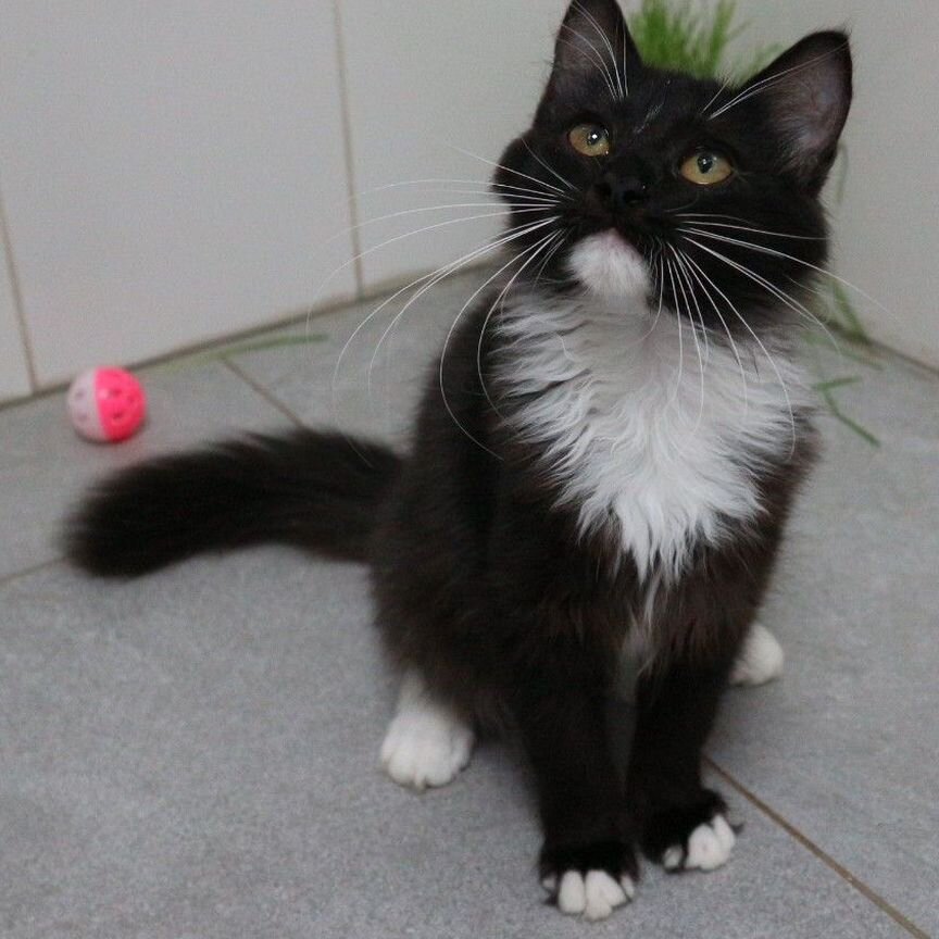 Игривый котенок-девочка, 6месяцев