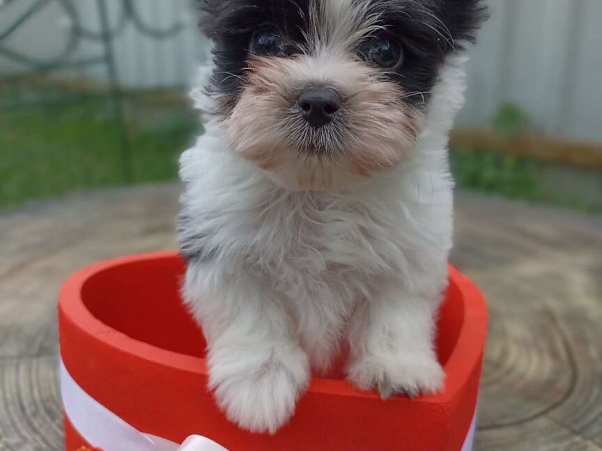 Щенок йорка, мальчик