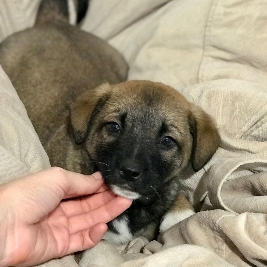 Чапай с улицы Чапаева