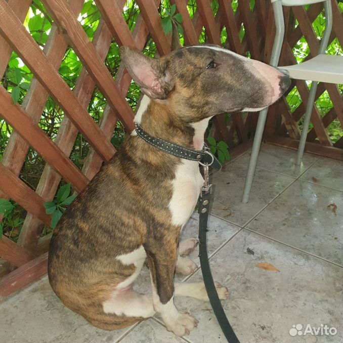 Миниатюрный бультерьер