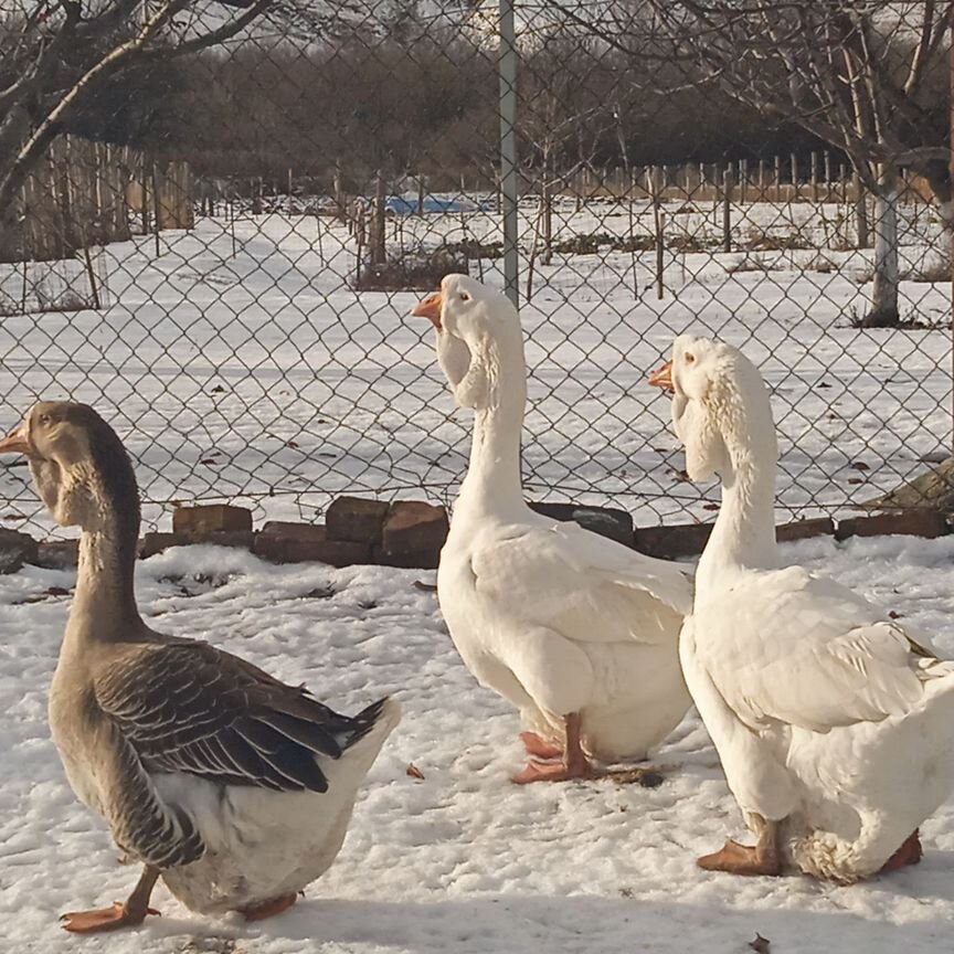 Холмогорская гусыня