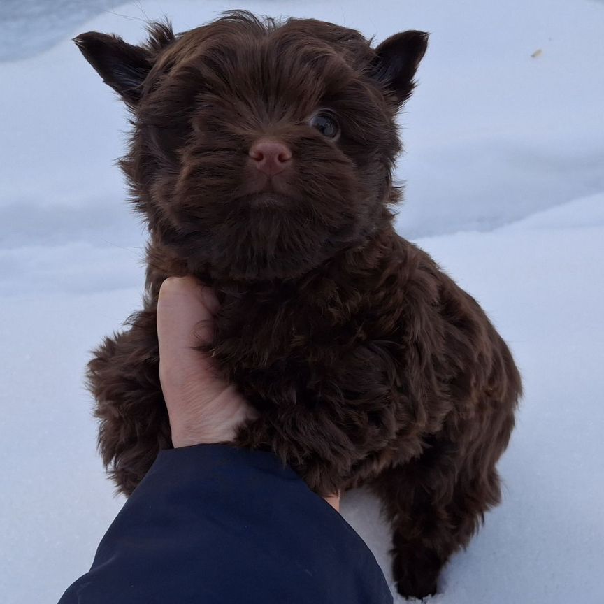 Йоркширский терьер, щенок