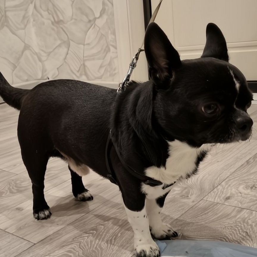 Чихуахуа, взрослый пёс