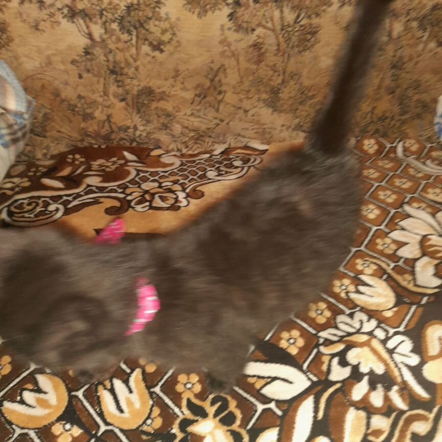 Отдам малышку в хорошие ручки