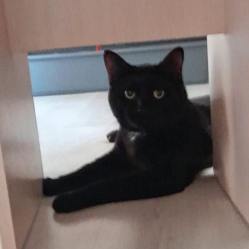 Котик бесплатно