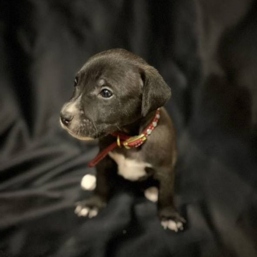 Отдам в добрые руки