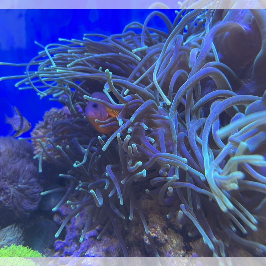 Шикарная актиния магнифика в морской аквариум