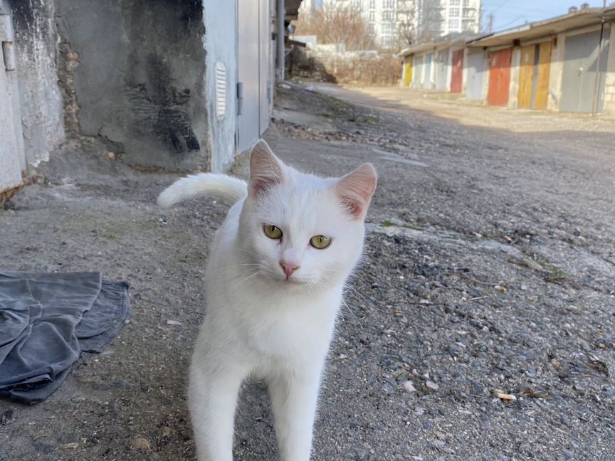 Котик в добрые руки