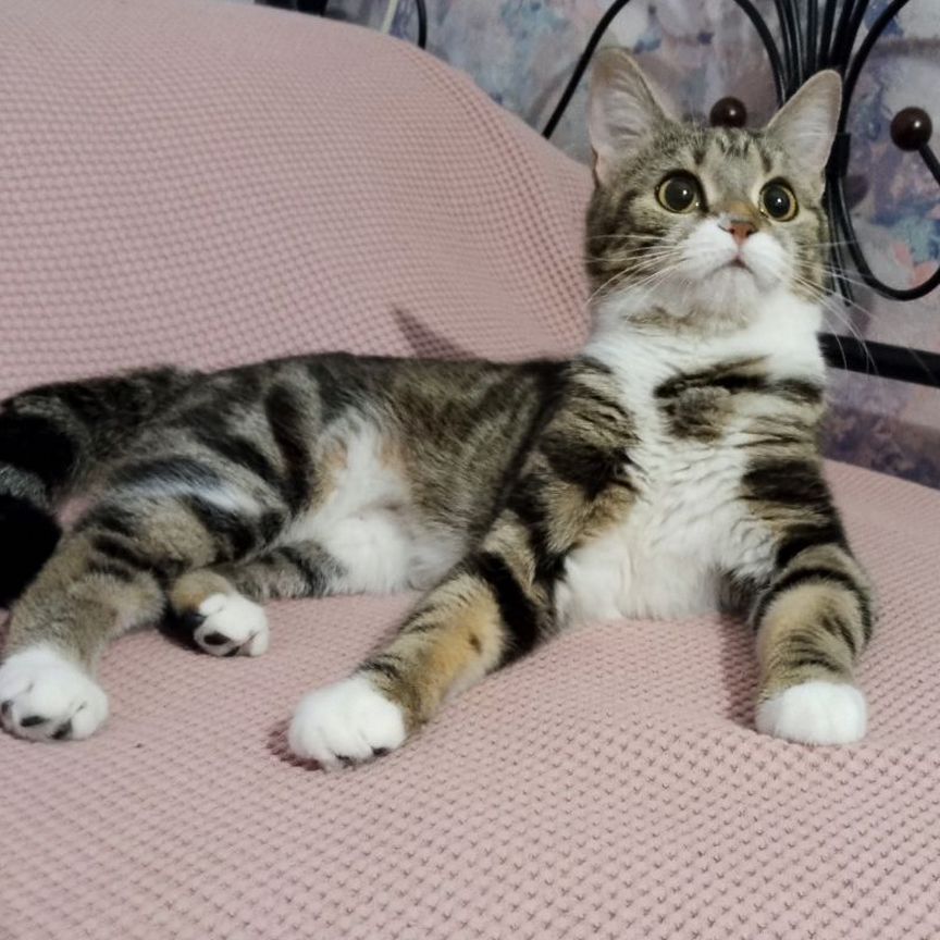 Взрослая кошка в добрые руки