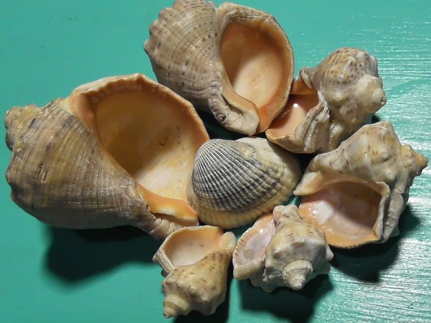 Морские раковины для аквариума и творчества