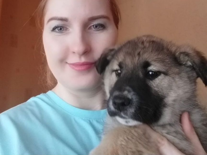 Кавказская овчарка продажа щенков