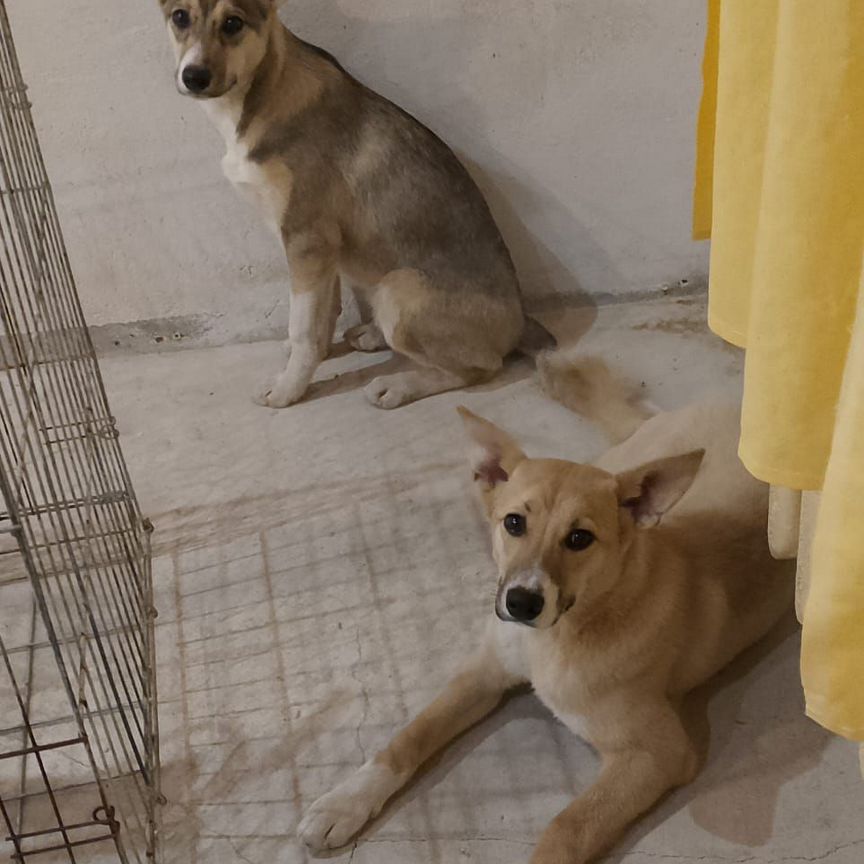 Лайка в добрые руки