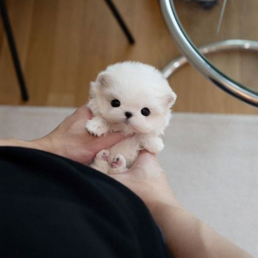 Мальтезе micro из кореи