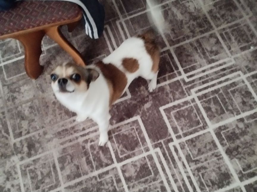 Кошка чихуа хуа