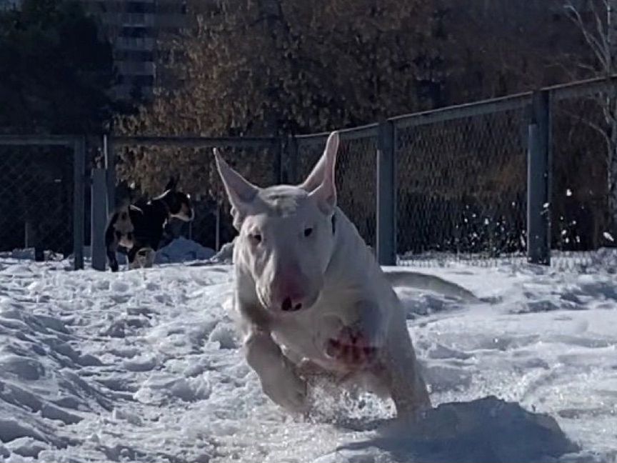 Стандартный бультерьер
