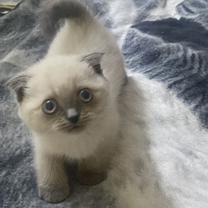 Вислоухие котята