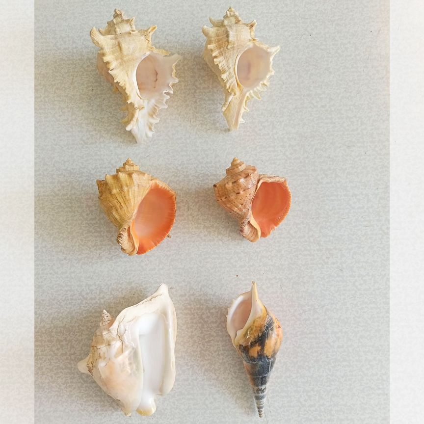 Ракушки с красного моря