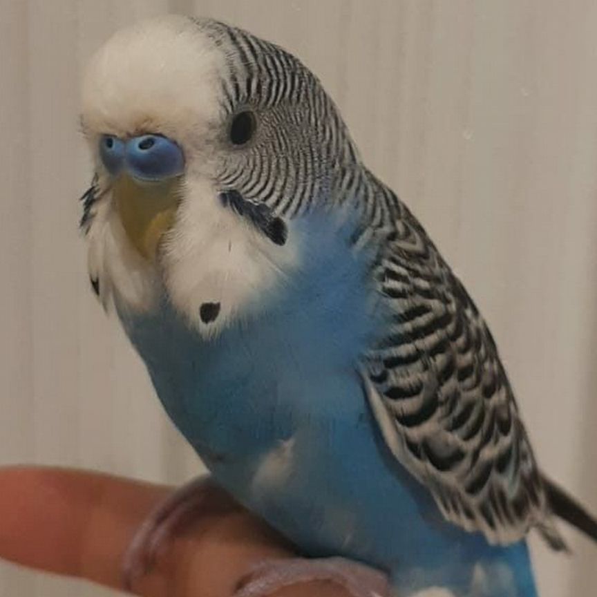 Волнистый попугай с клеткой