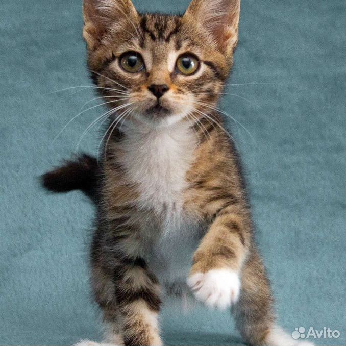 Котёнок Саймон ищет дом