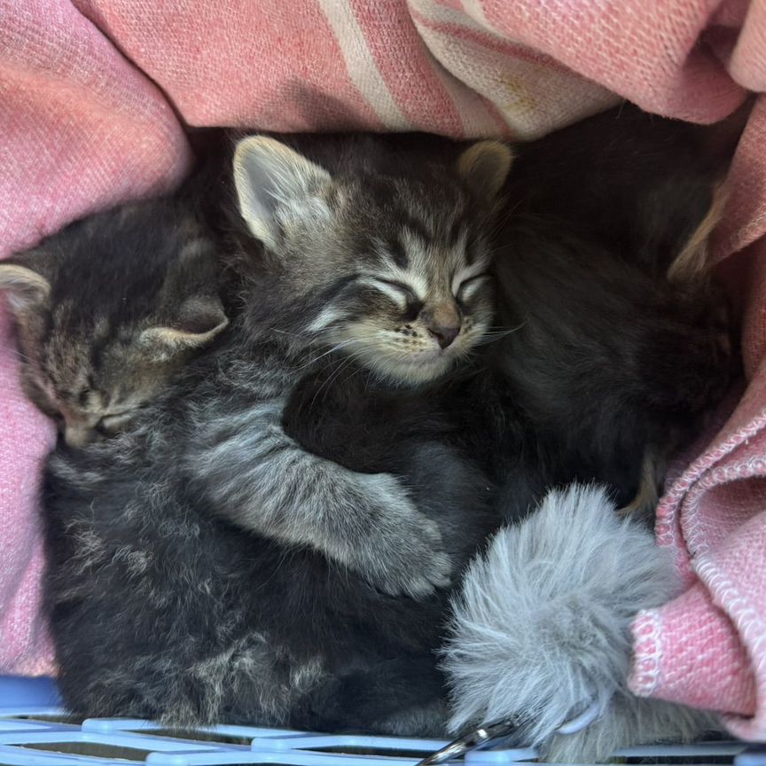 Котята в добрые руки даром