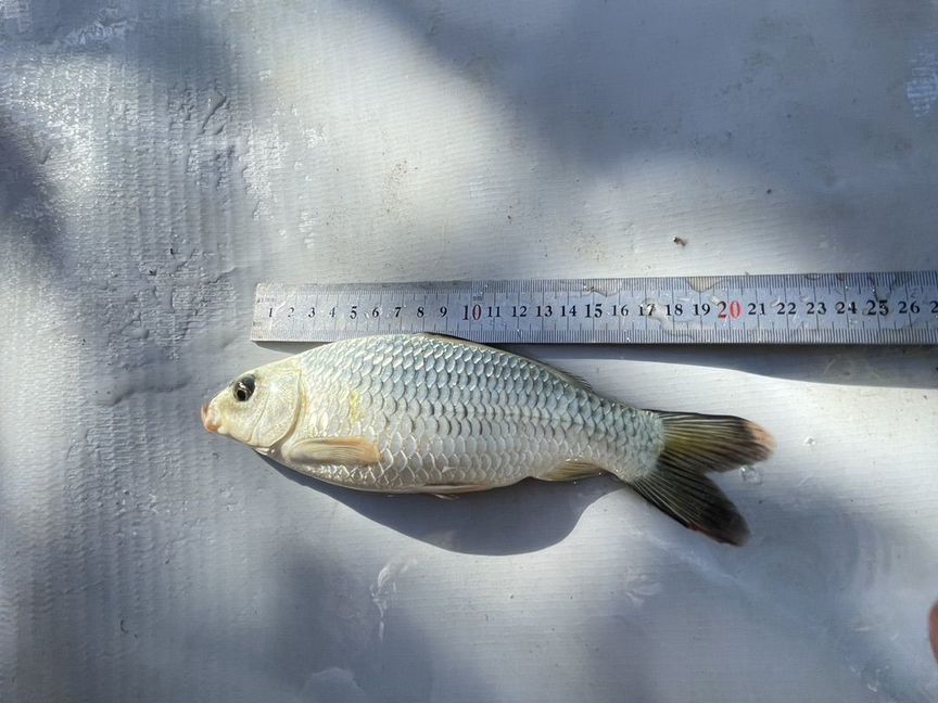 Рыбы Кои для пруда