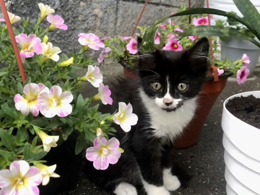 Кот в добрые руки