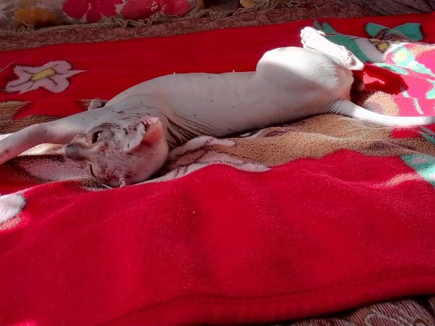 Донской свинск