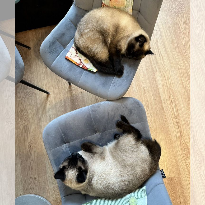 Сиамский, взрослый кот