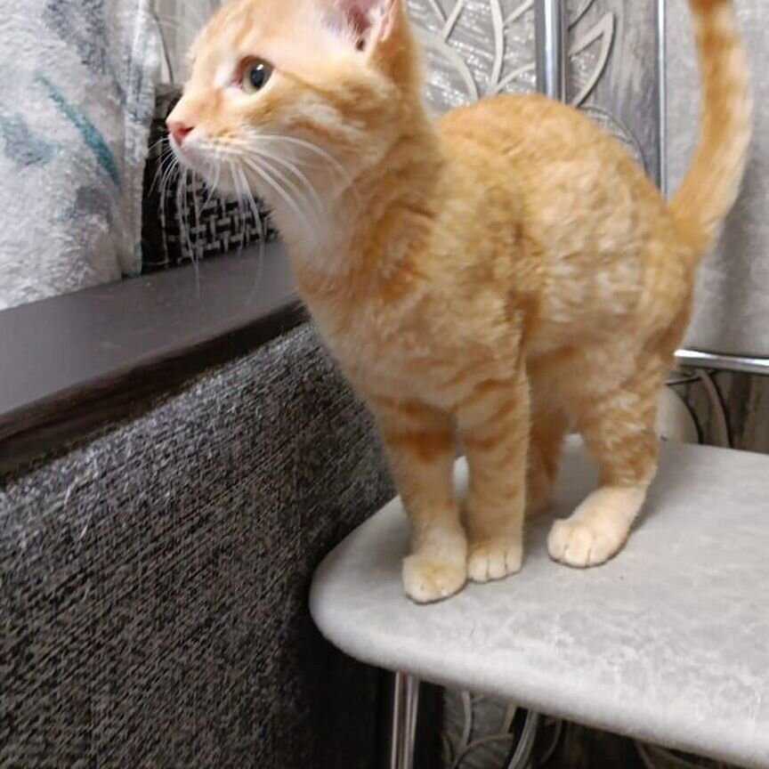 Котёнок Тимур ищет дом