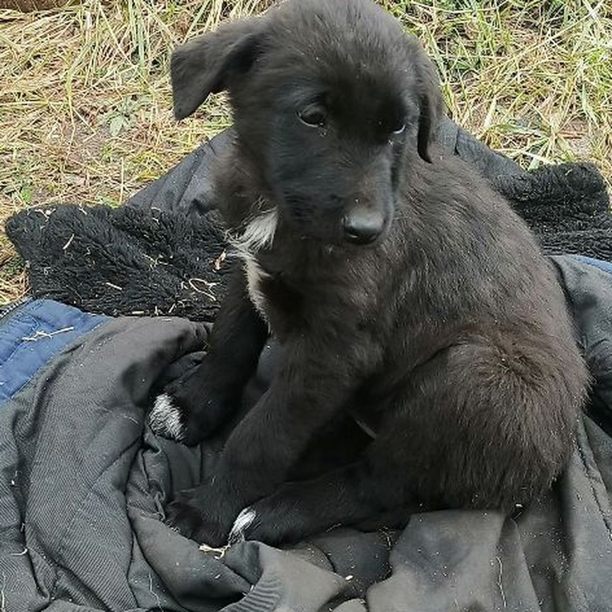 Щенок в добрые руки